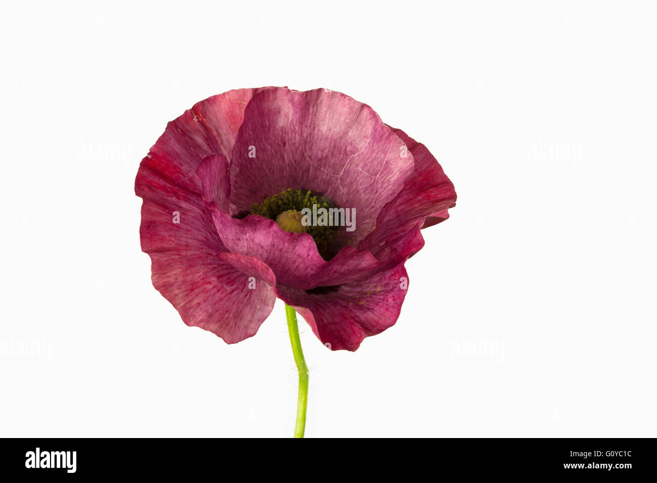 Poppy, Field poppy, Papaver, Papaver rhoeas 'Mother of Pearl', Annual ...