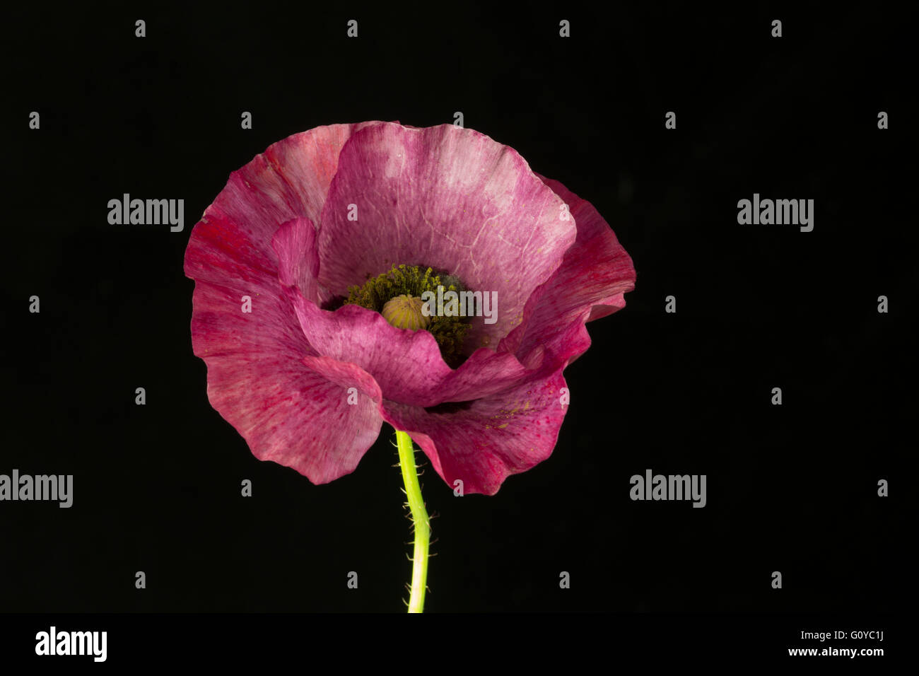 Poppy, Field poppy, Papaver, Papaver rhoeas 'Mother of Pearl', Annual ...