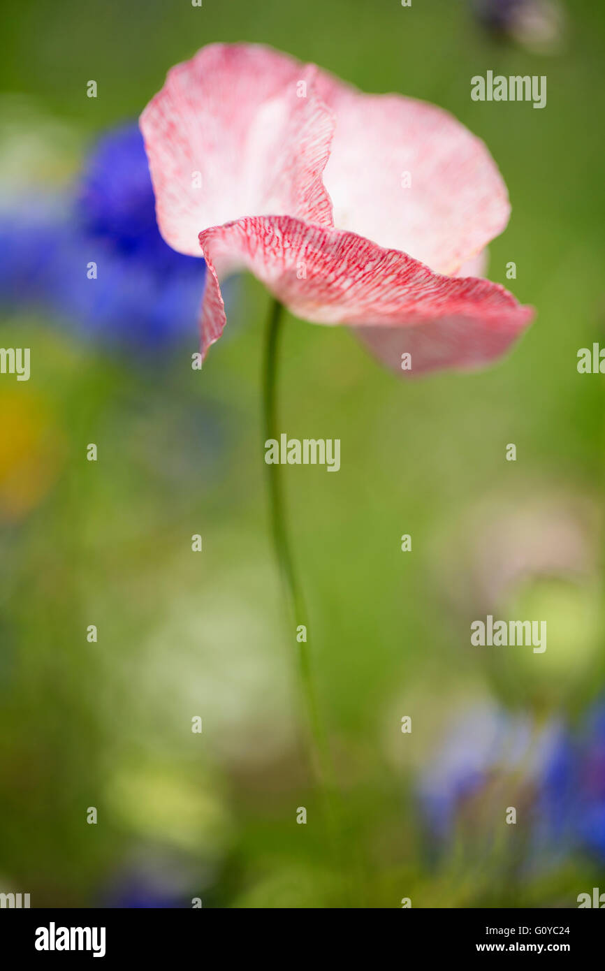 Poppy, Field poppy, Papaver, Papaver rhoeas 'Mother of Pearl', Annual ...
