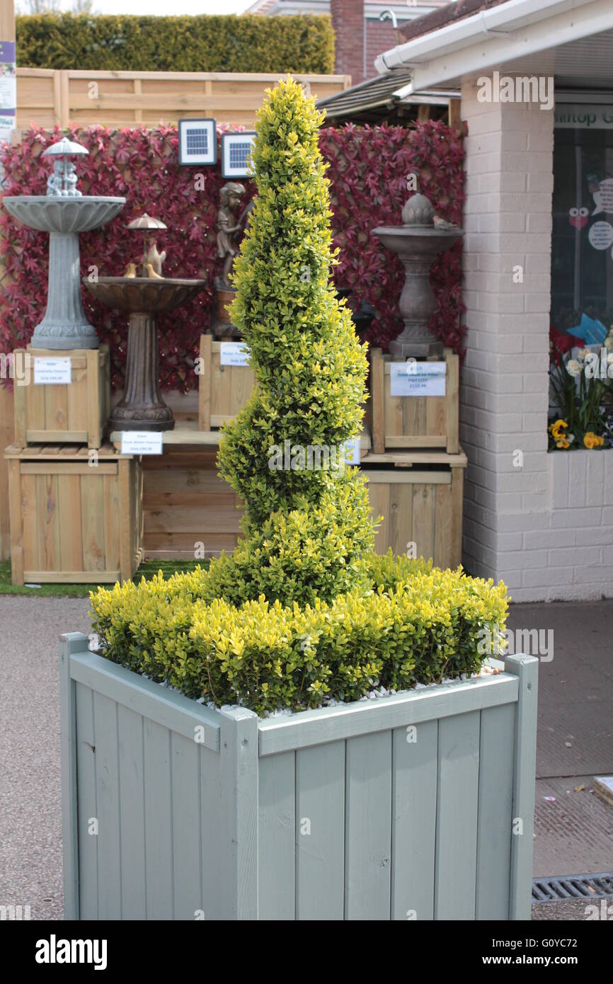Spiral topiary shrub art Stock Photo - Alamy