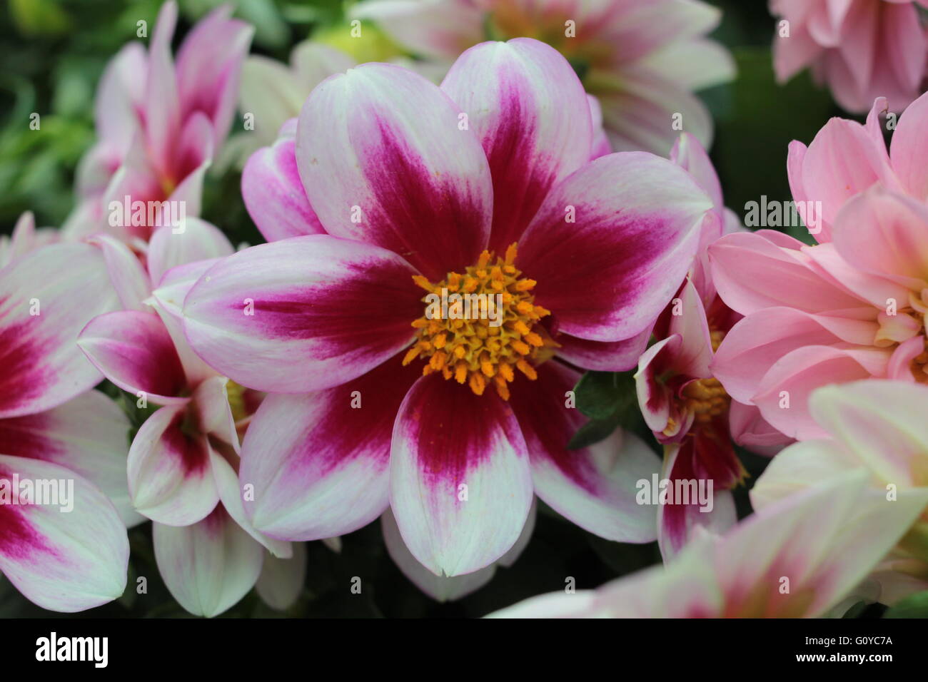 White red double Dahlia blooms Stock Photo - Alamy