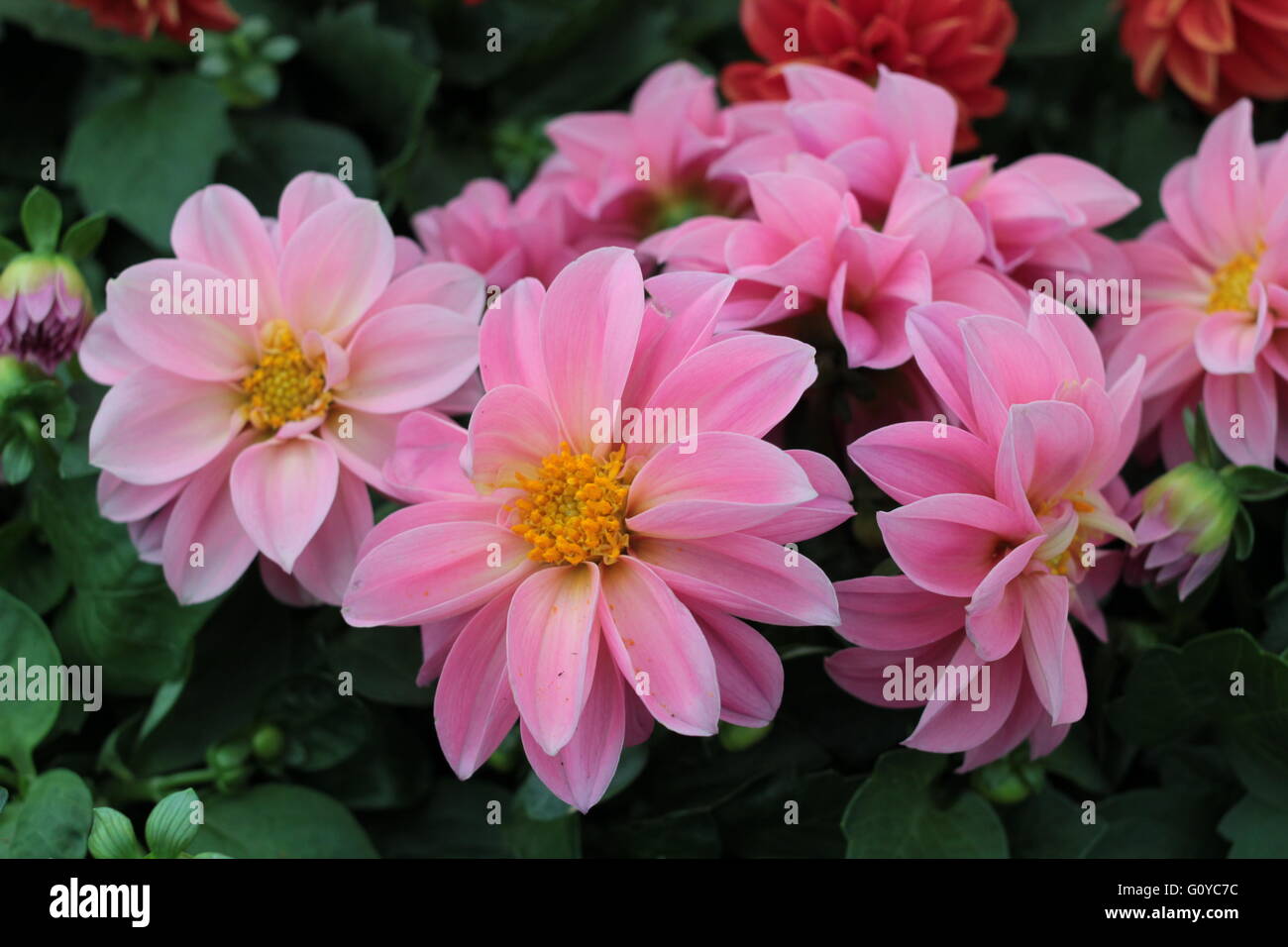 pink double Dahlia blooms Stock Photo - Alamy