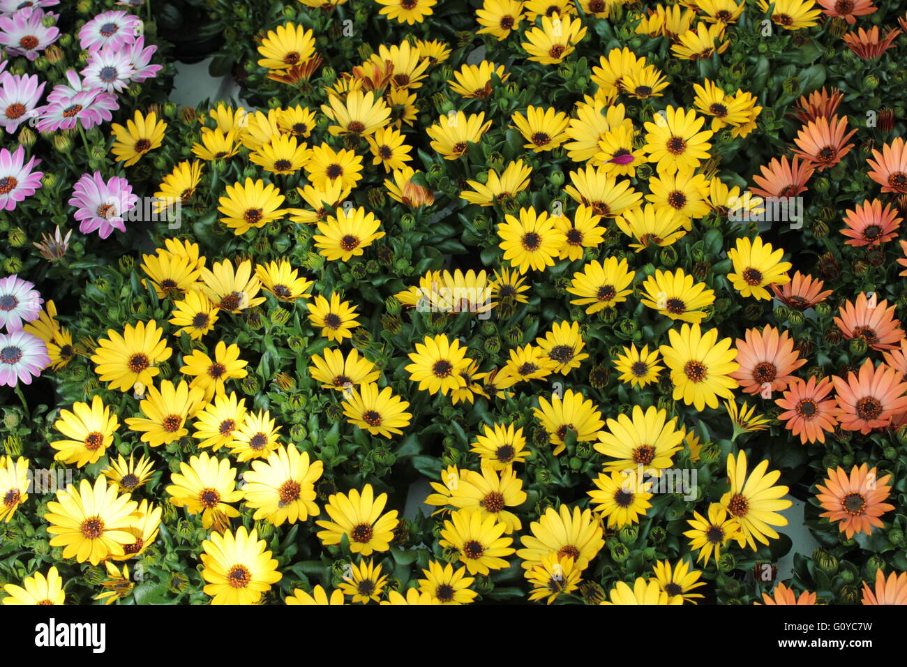 yellow Livingstone daisy flowers Stock Photo - Alamy
