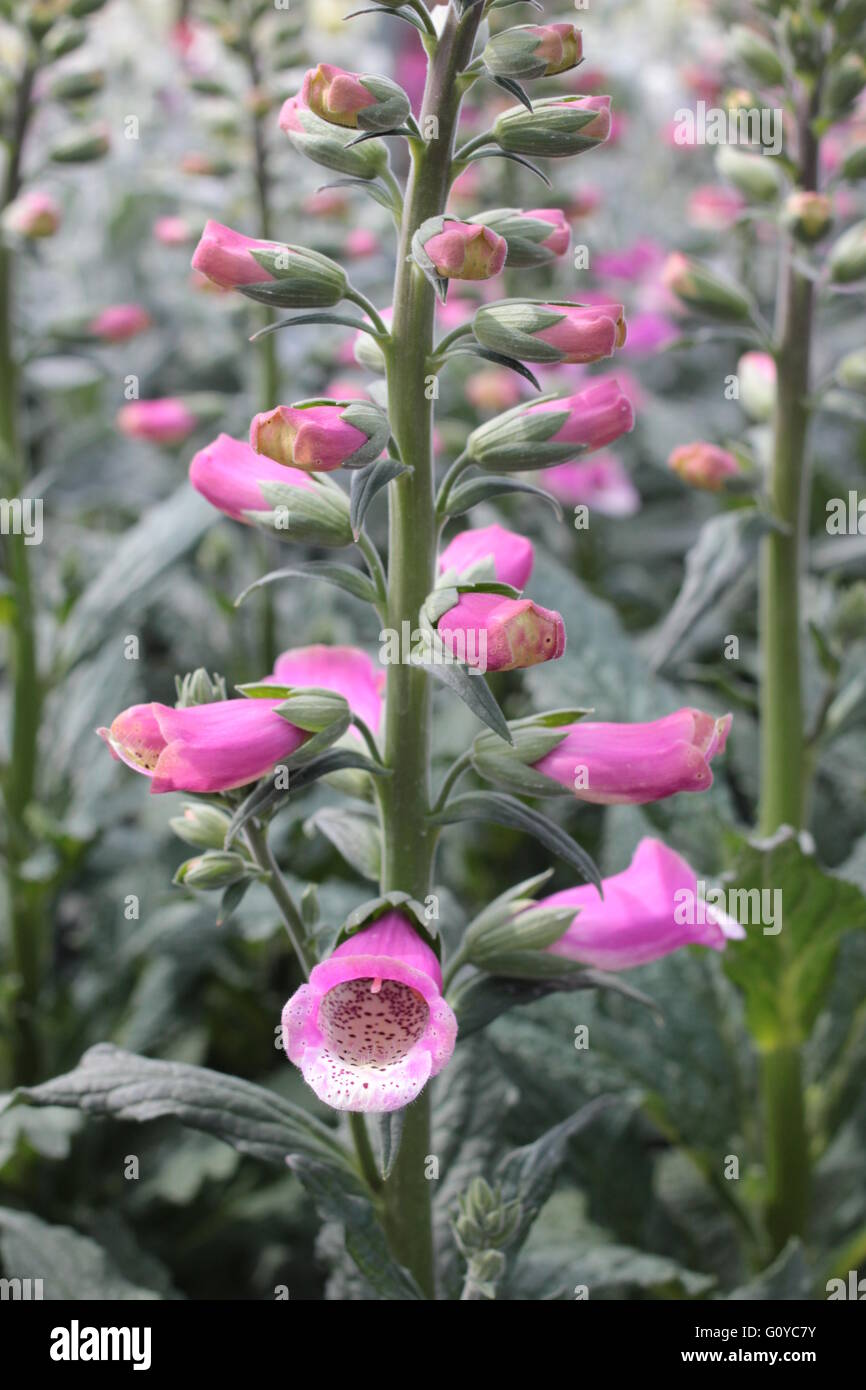 Foxglove Digitalis purpurea Stock Photo - Alamy
