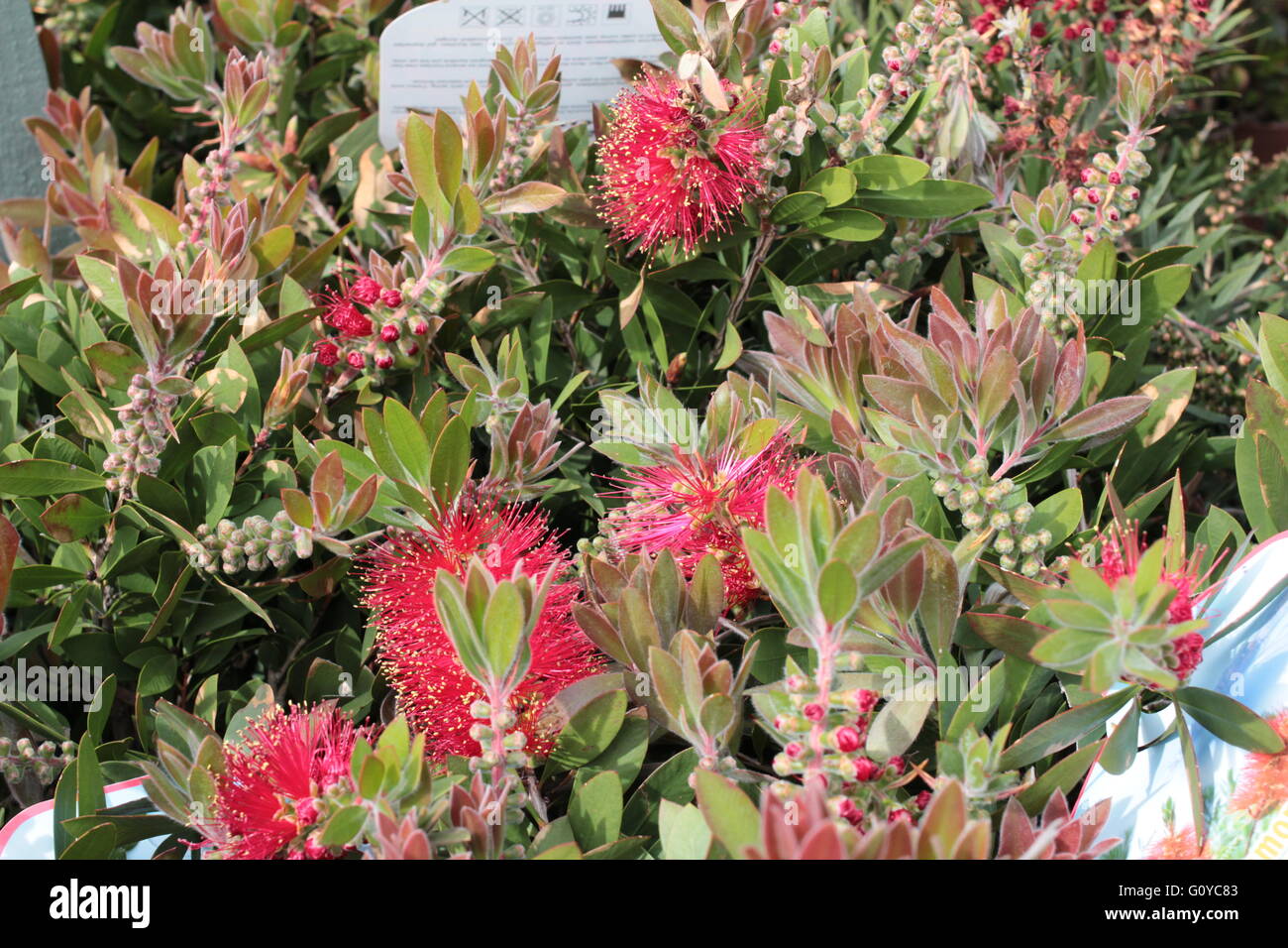 Callistemon Bottlebrushes plant Stock Photo - Alamy