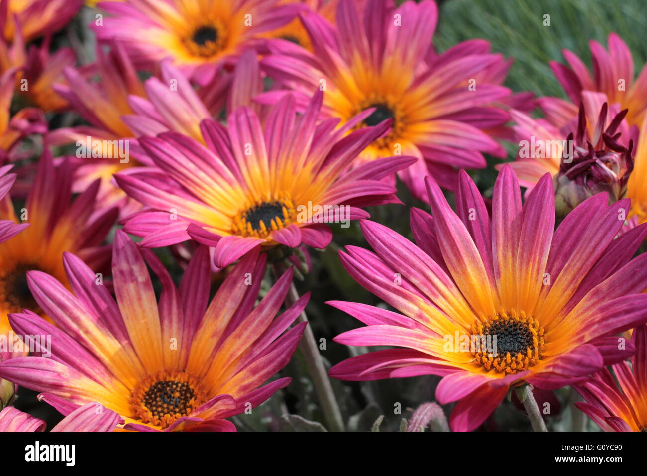 Aster daisy flowers Stock Photo - Alamy