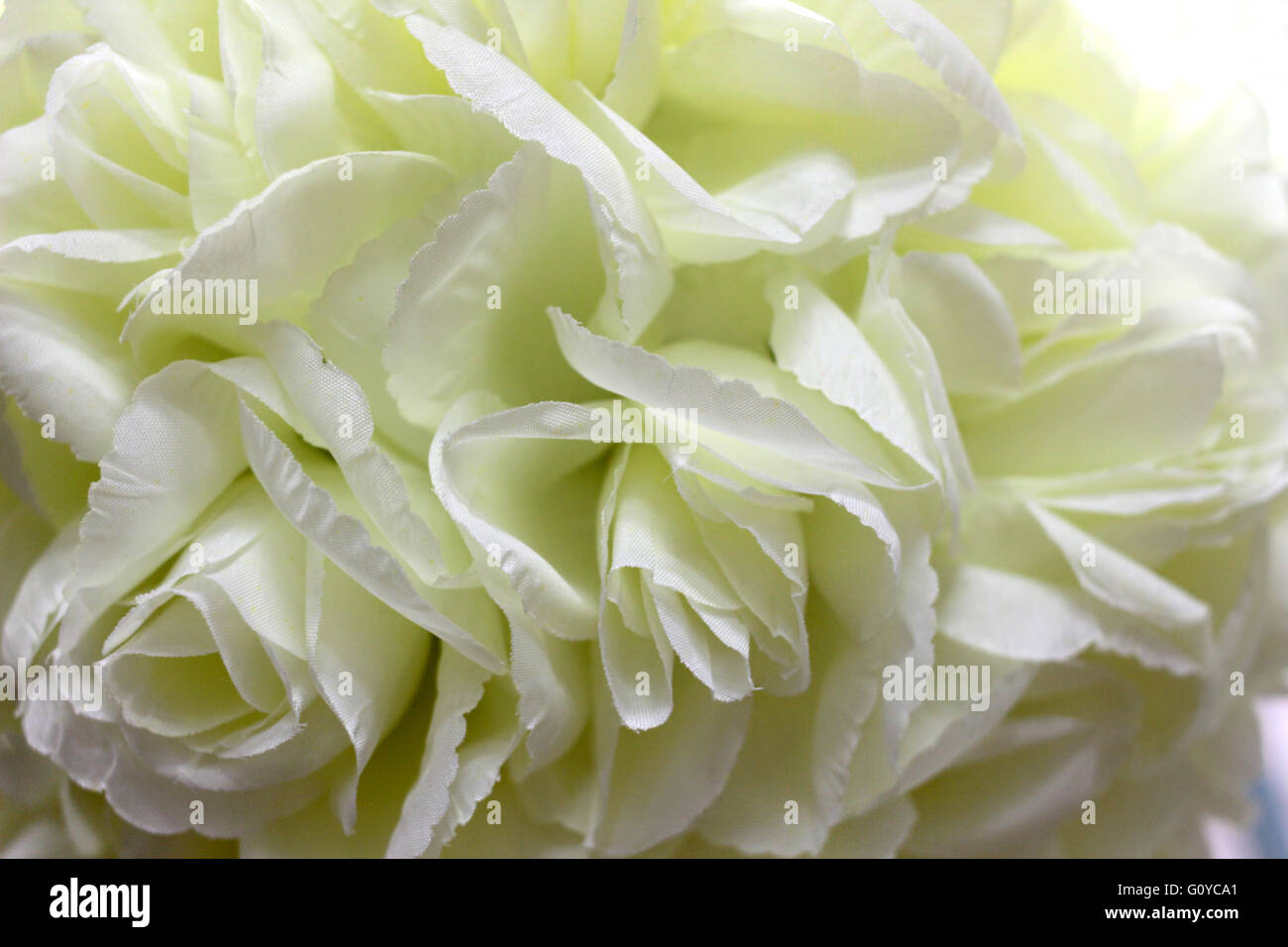 White paper roses Stock Photo - Alamy