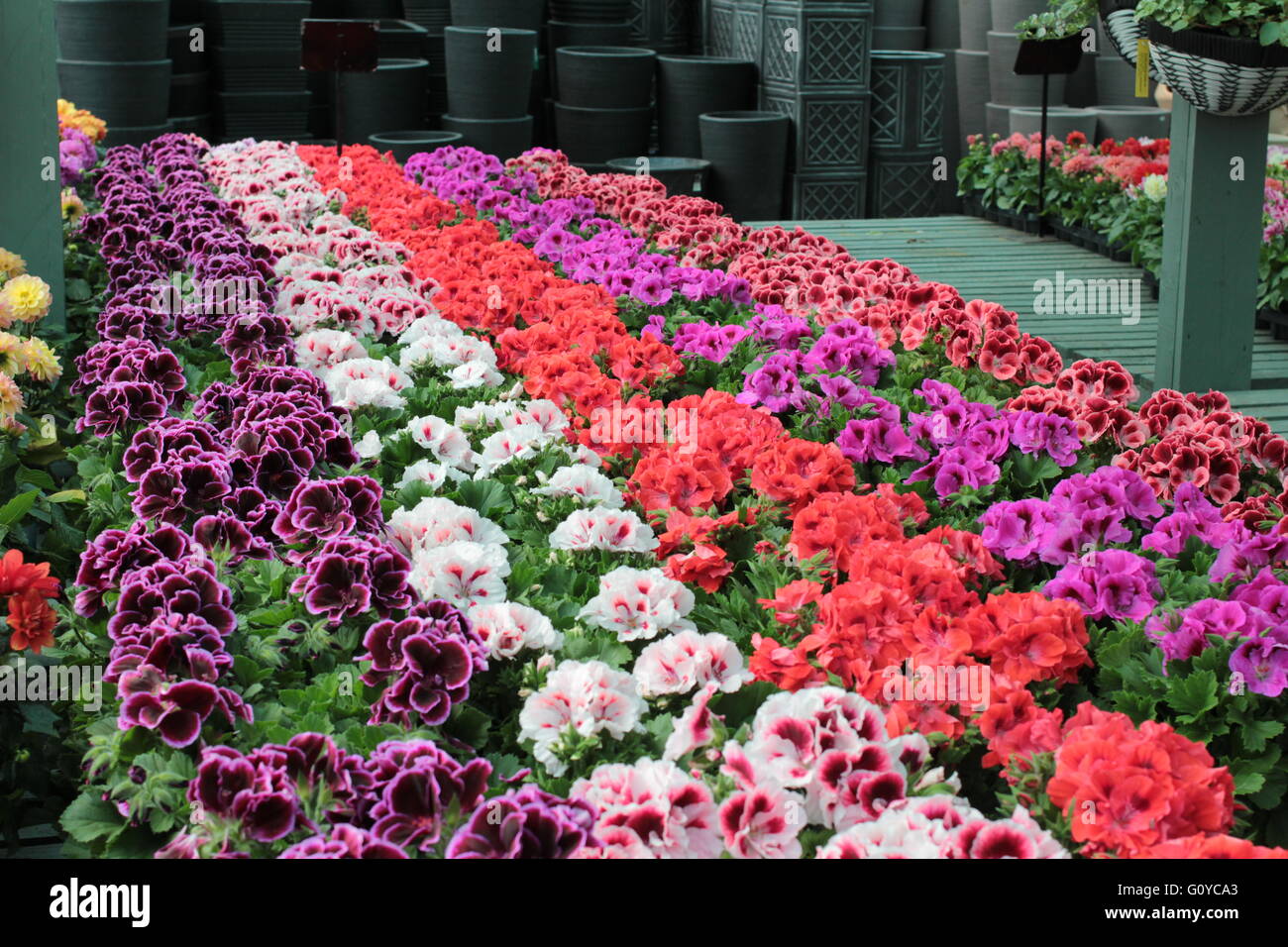 Viola flowering plants violet family Violaceae Stock Photo - Alamy