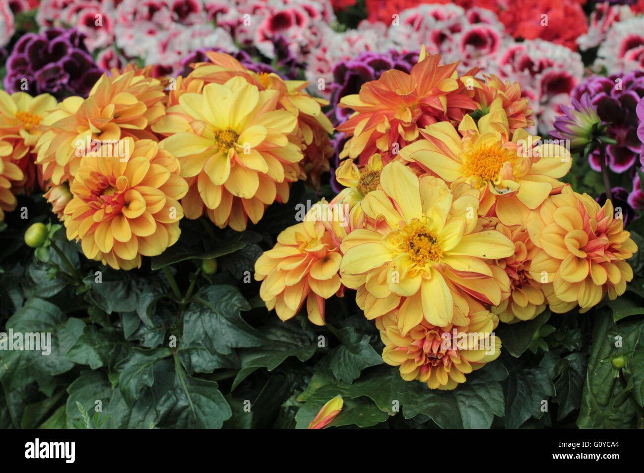 Collerette dahlias hi-res stock photography and images - Alamy