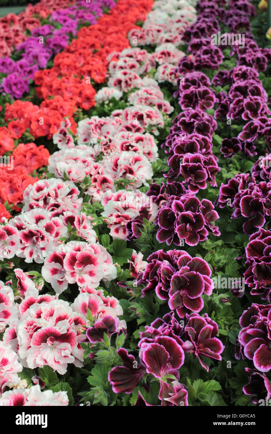Viola flowering plants violet family Violaceae Stock Photo - Alamy