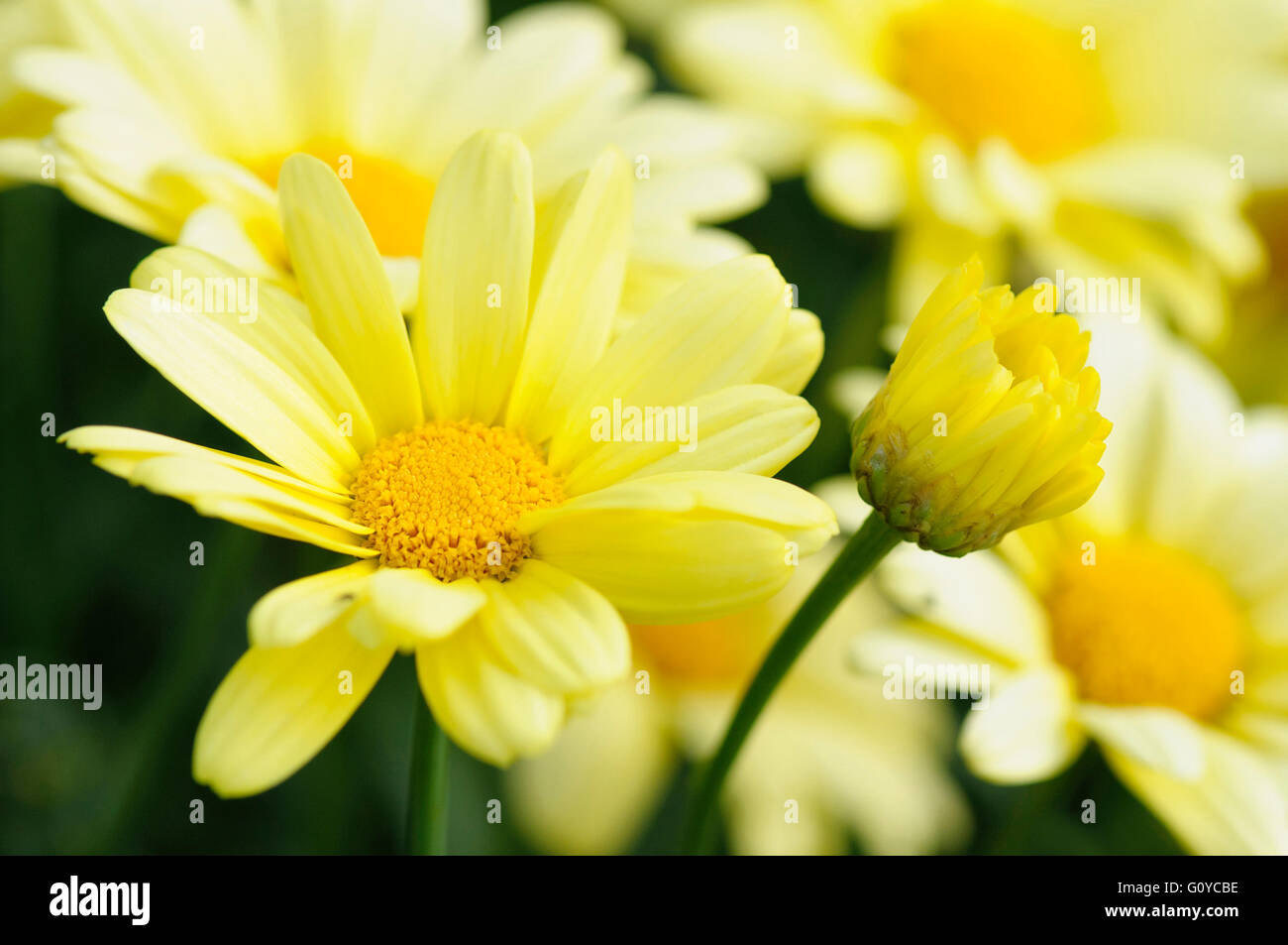 Argyranthemum frutescens cornish gold hi-res stock photography and ...