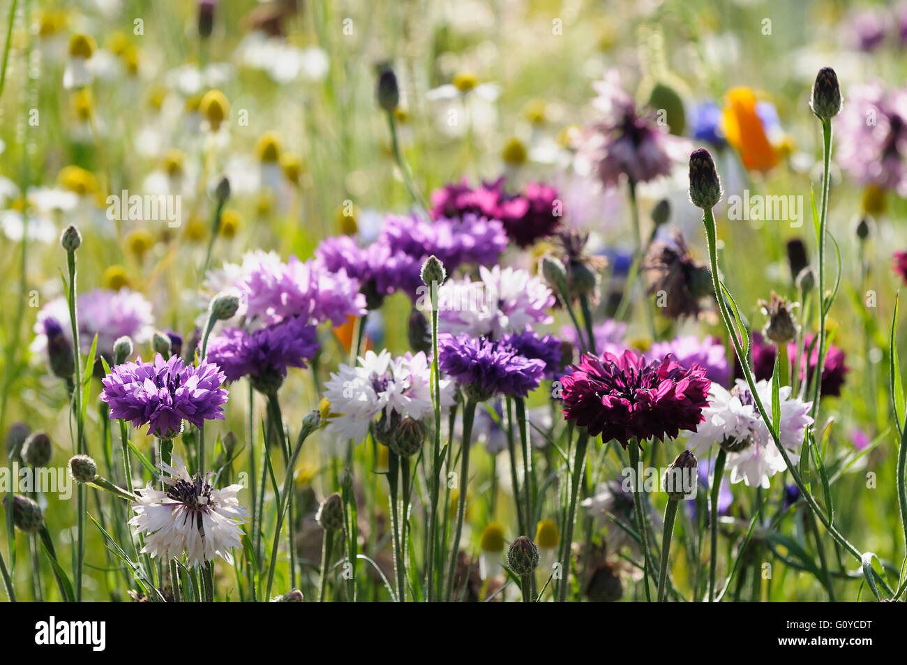 Cornflower, Pink, Centaurea, Centaurea cyanus cultivar, Annual, Beauty ...