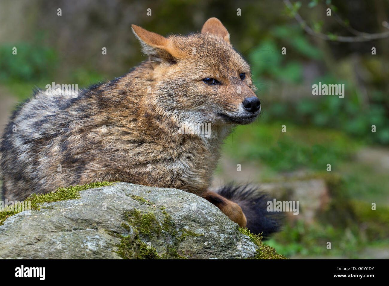 Jackal hi-res stock photography and images - Alamy