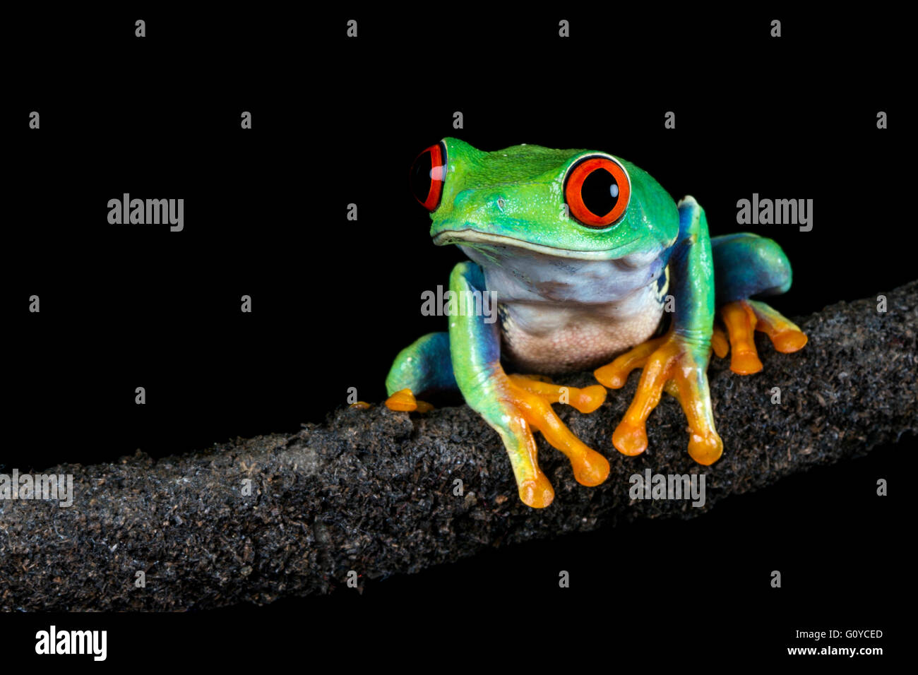 Red-eyed tree frog Stock Photo - Alamy