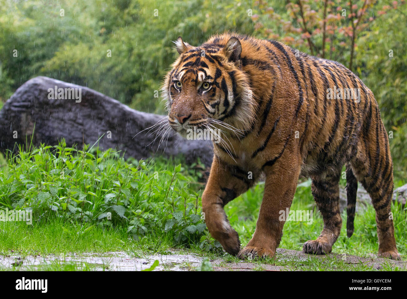 Sumatran tiger in the rain Stock Photo - Alamy