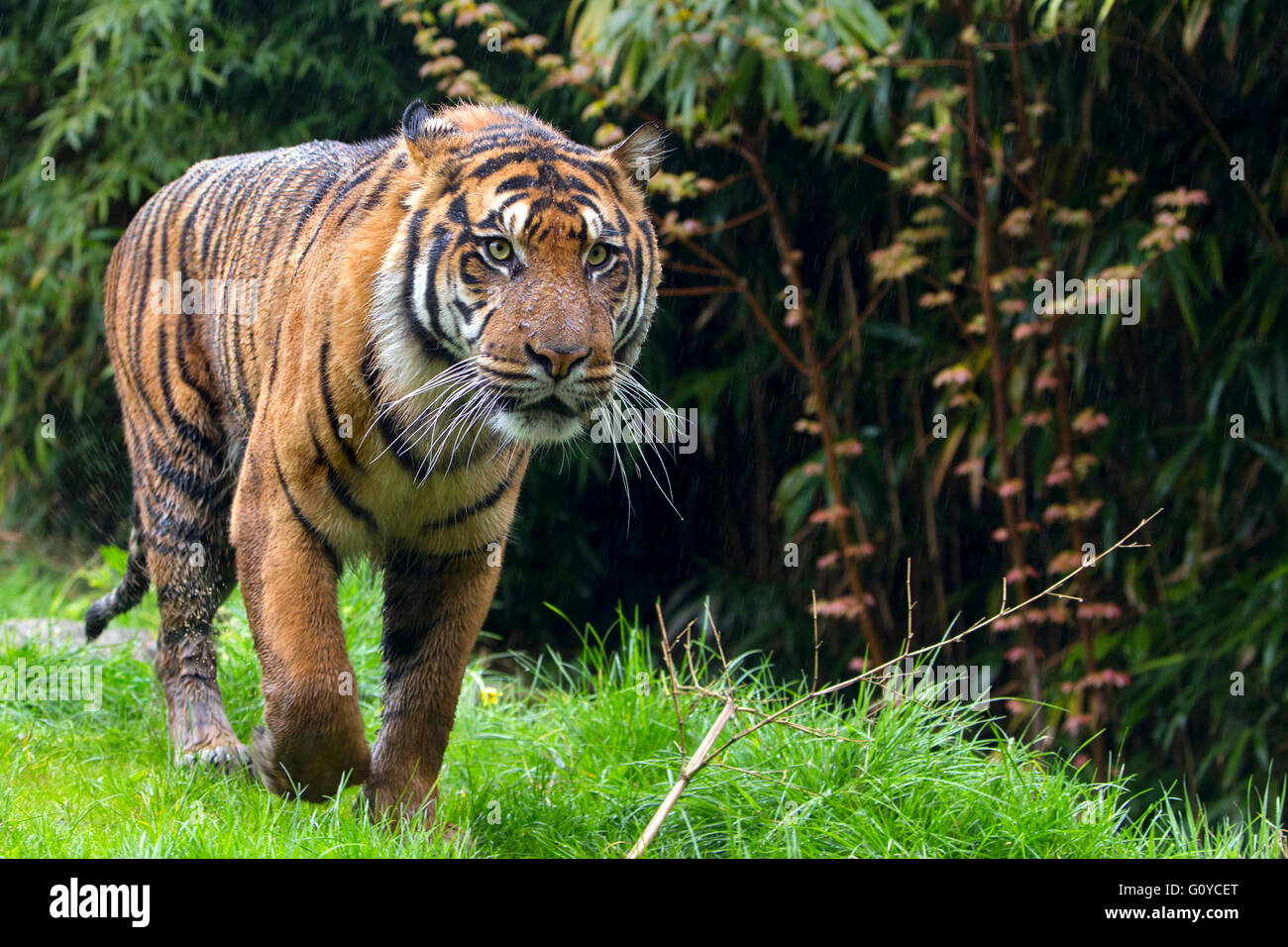 Sumatran tiger in the rain Stock Photo - Alamy
