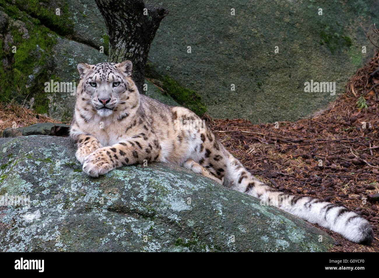 Sumatran tiger rock hi-res stock photography and images - Alamy