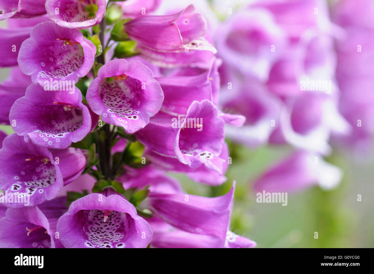 Foxglove, Digitalis, Digitalis purpurea, Beauty in Nature, Biennial ...