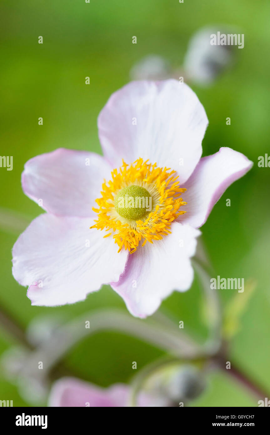 Anemone, Japanese anemone, Anemone, Anemone x hybrida 'Robustissima ...