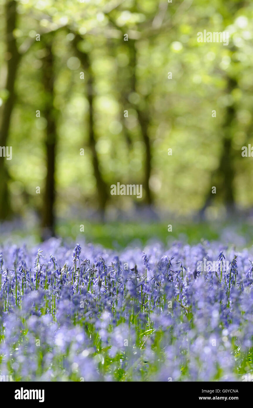 Bluebell wood, Hyacinthoides, Hyacinthoides non-scripta, Beauty in ...