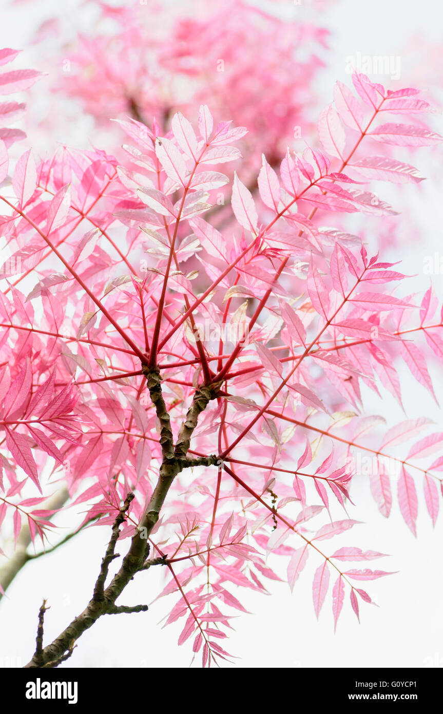 Chinese toon, Toona, Toona Sinensis 'Flamingo', Beauty in Nature, China ...