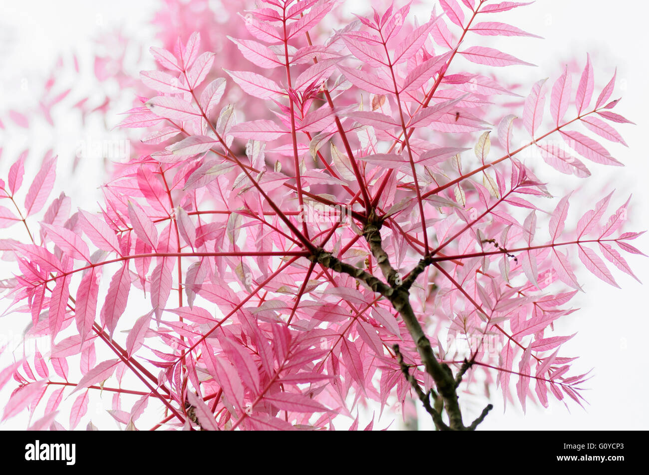 Toona sinensis hi-res stock photography and images - Alamy