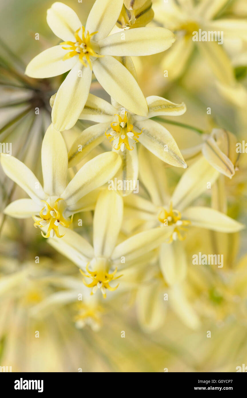 Triteleia, Triteleia ixoides 'Starlight', Beauty in Nature, Bulb ...