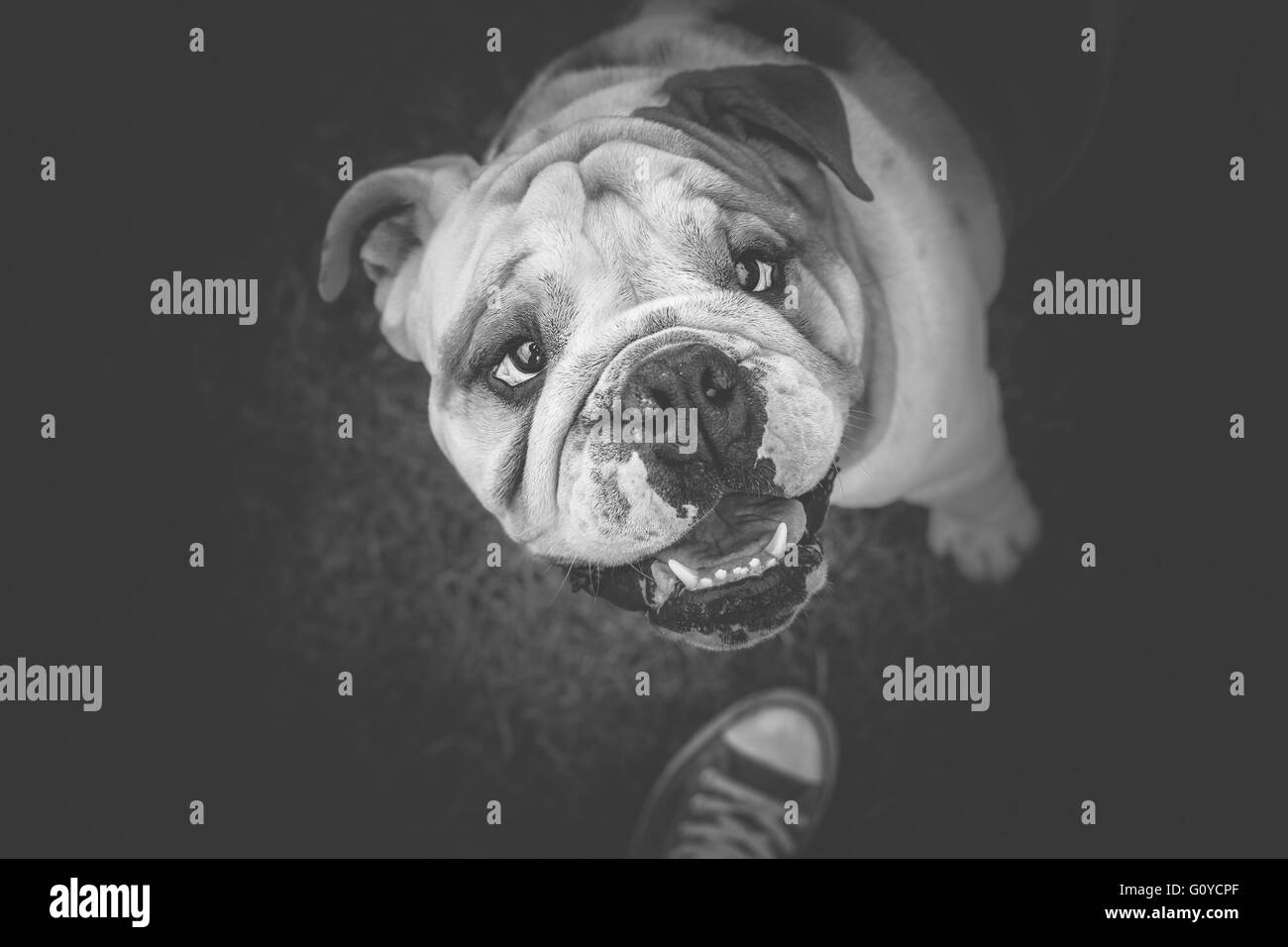 White bulldog foot hi-res stock photography and images - Alamy