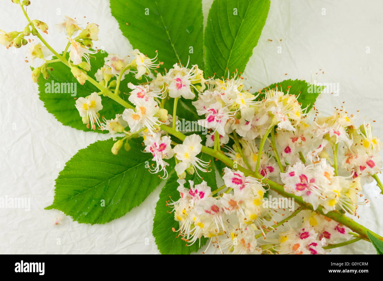 Wild chestnut flowers in bloom on chestnut leaves Stock Photo - Alamy