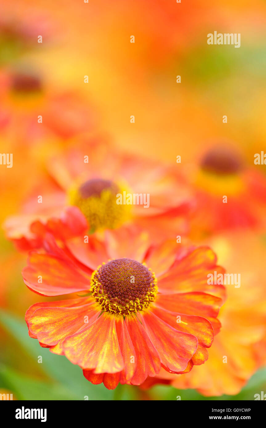 Sneezeweed, Helenium, Helenium 'Karneol', Beauty in Nature, Colour ...