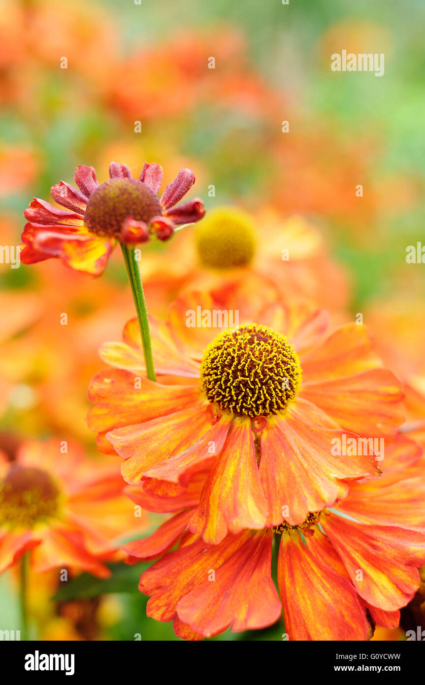 Sneezeweed, Helenium, Helenium 'Karneol', Beauty in Nature, Colour ...