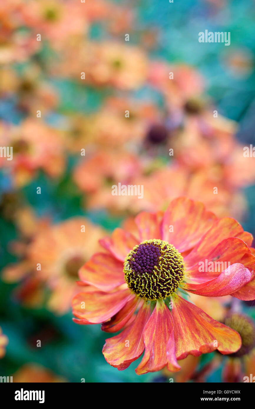 Sneezeweed, Helenium, Helenium 'Karneol', Beauty in Nature, Colour ...