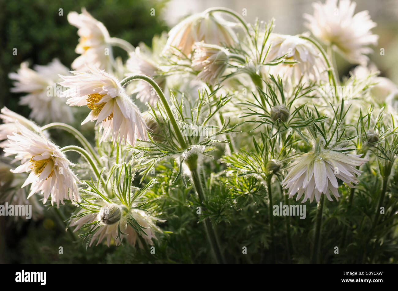 White Pasque flower, Pulsatilla, Pulsatilla vulgaris alba, Alpine ...