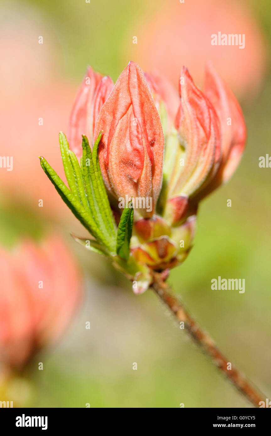 Rhododendron, Rhododendron 'Koningin Emma', Azalea, Beauty in Nature ...