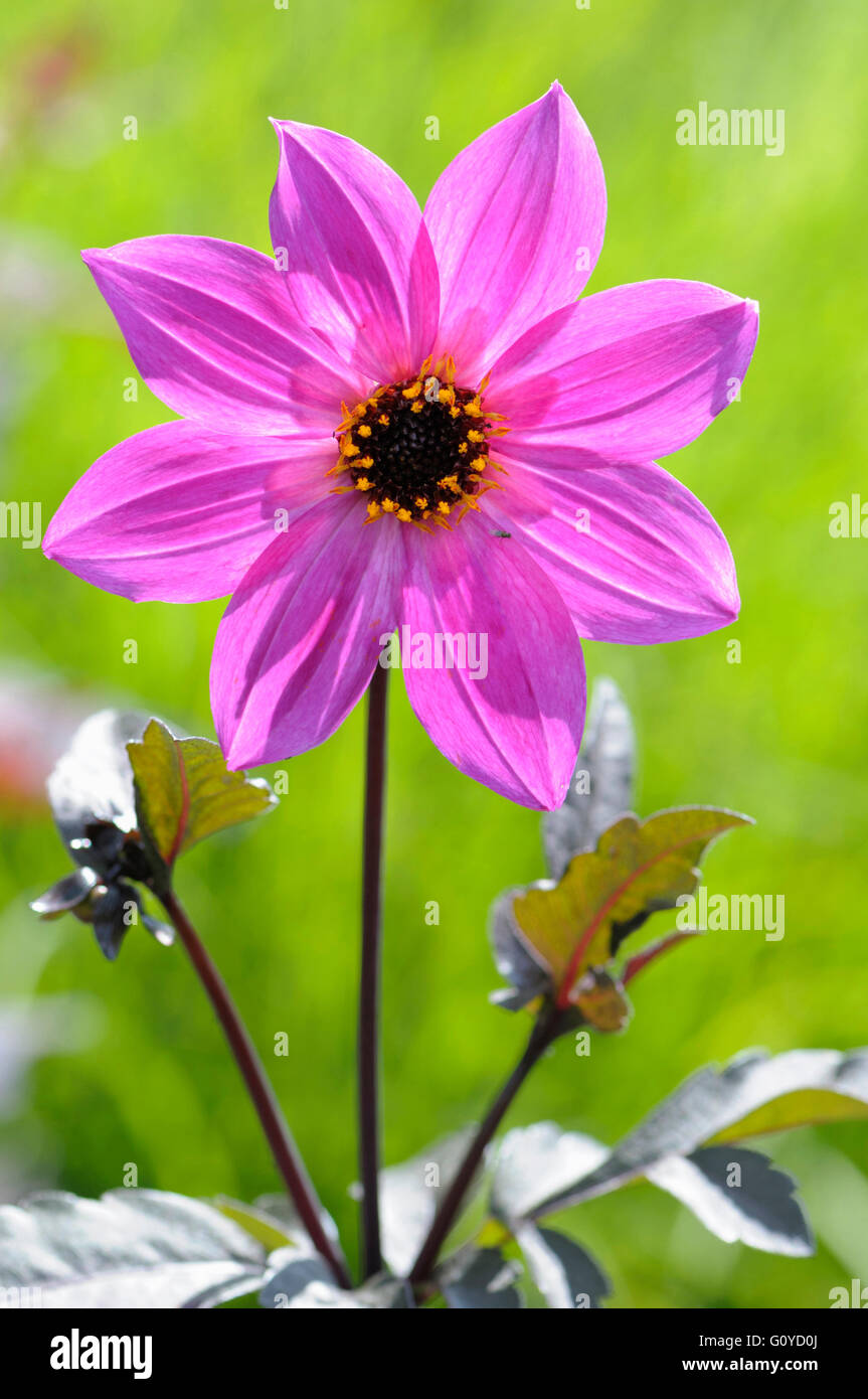 Dahlia magenta star hi-res stock photography and images - Alamy