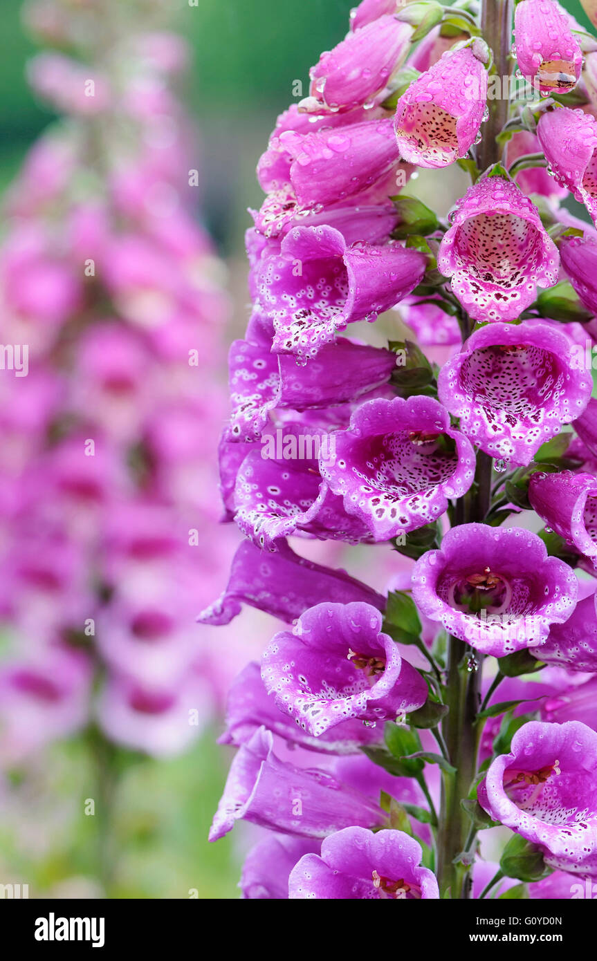 Foxglove, Digitalis, Digitalis cultivar, Beauty in Nature, Biennial ...