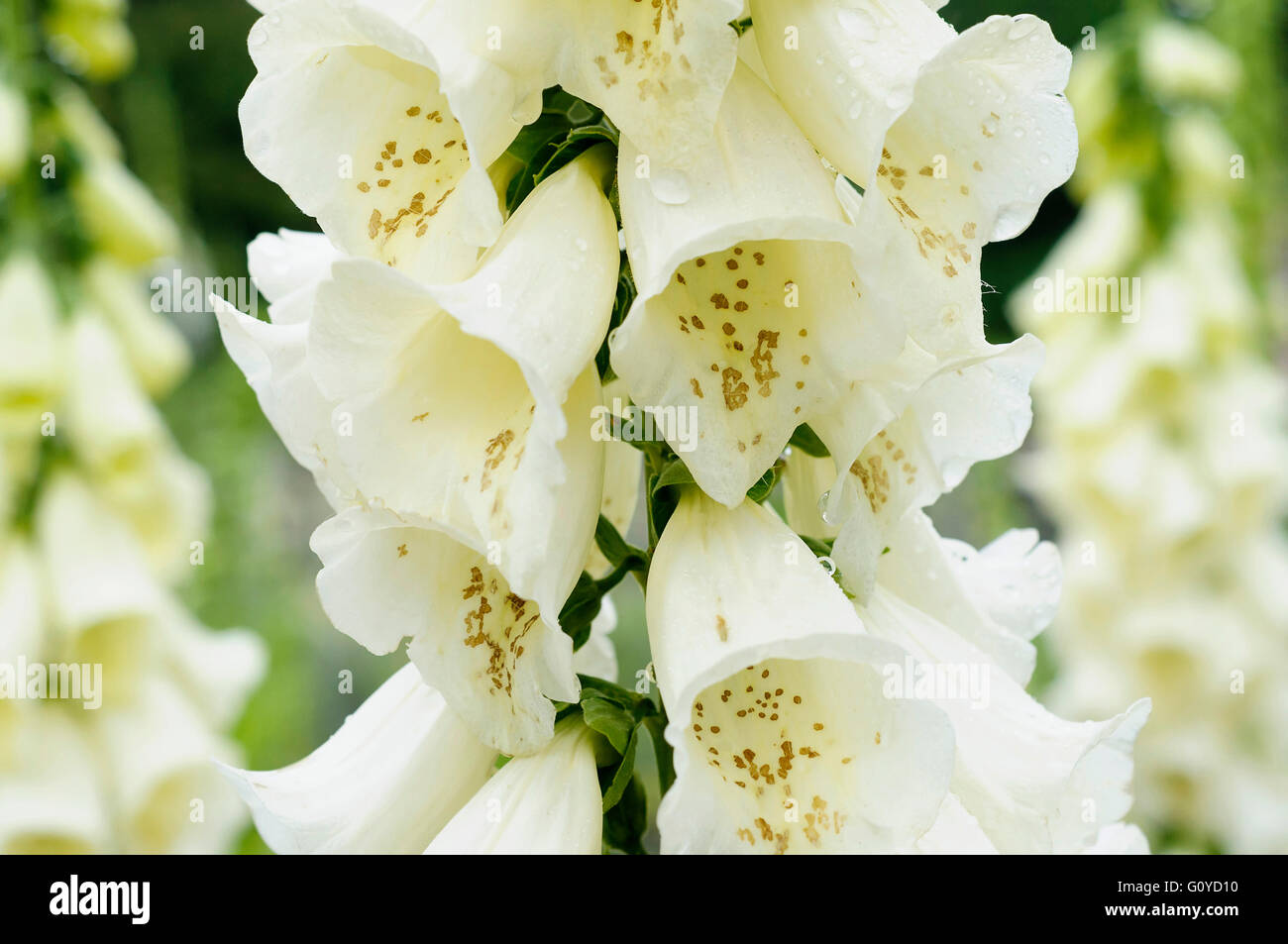 Foxglove, Digitalis, Digitalis cultivar, Beauty in Nature, Biennial ...
