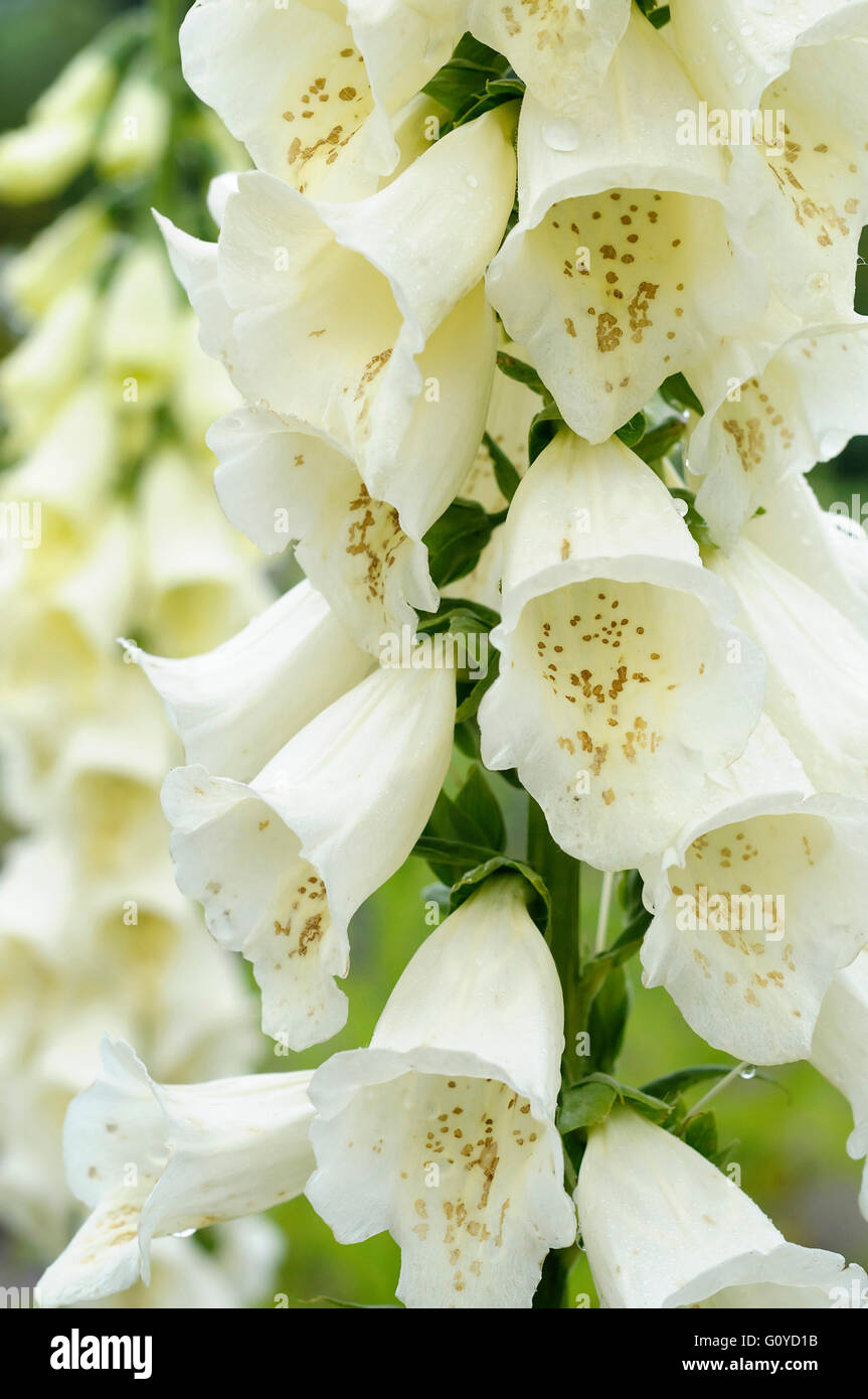 Foxglove, Digitalis, Digitalis cultivar, Beauty in Nature, Biennial ...