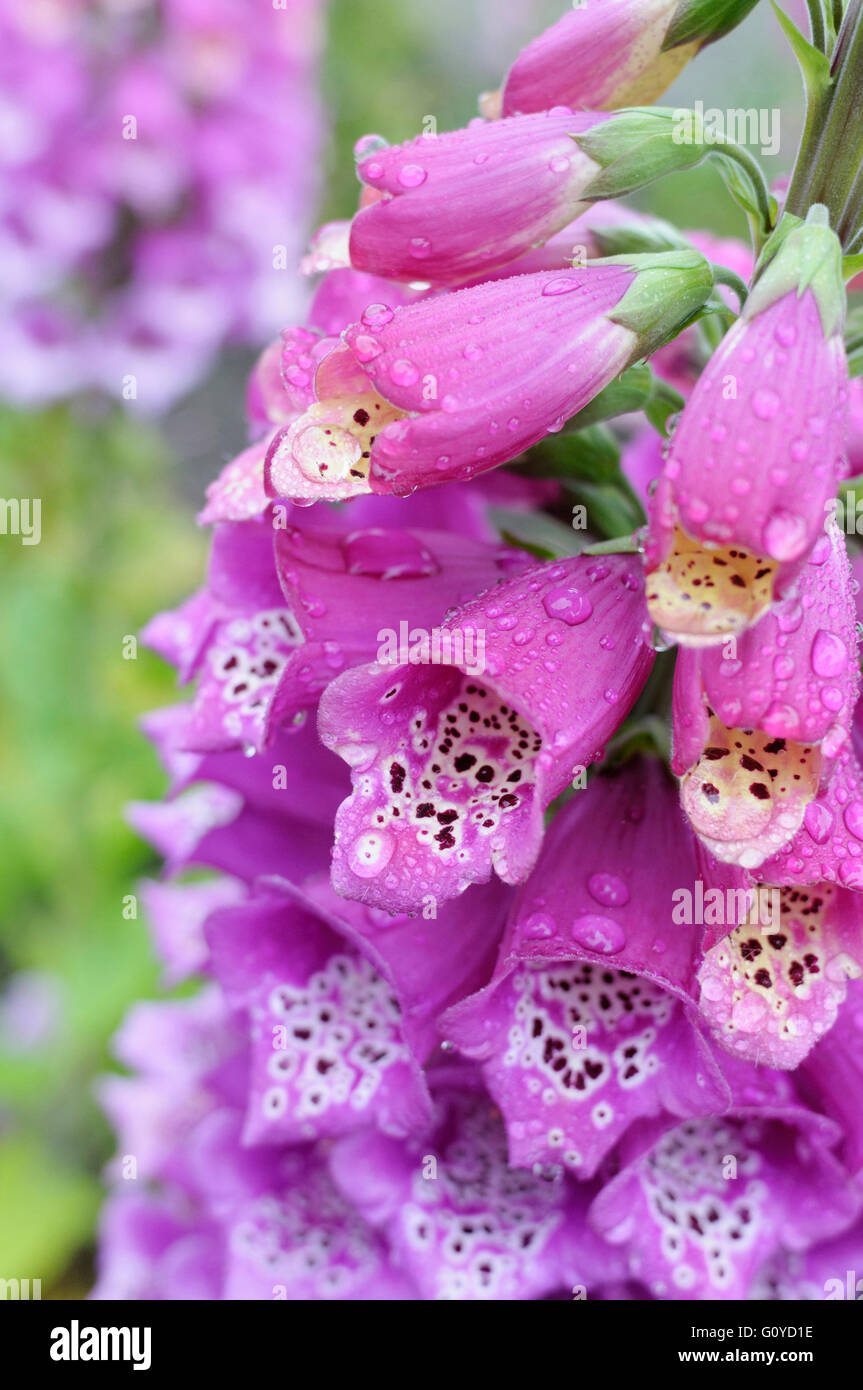 Foxglove, Digitalis, Digitalis cultivar, Beauty in Nature, Biennial ...
