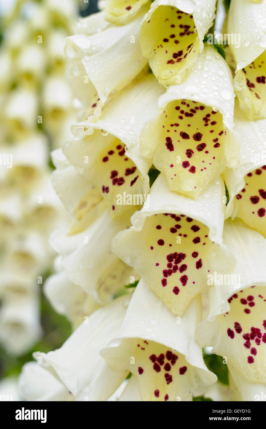 Foxglove, Digitalis, Digitalis cultivar, Beauty in Nature, Biennial ...