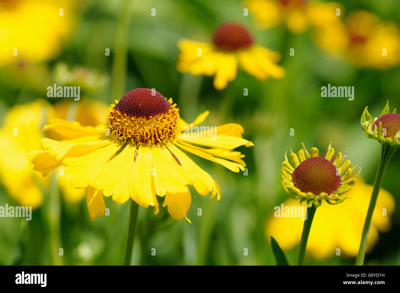 Sneezeweed, Helenium, Helenium 'Wesergold', Beauty in Nature, Colour ...