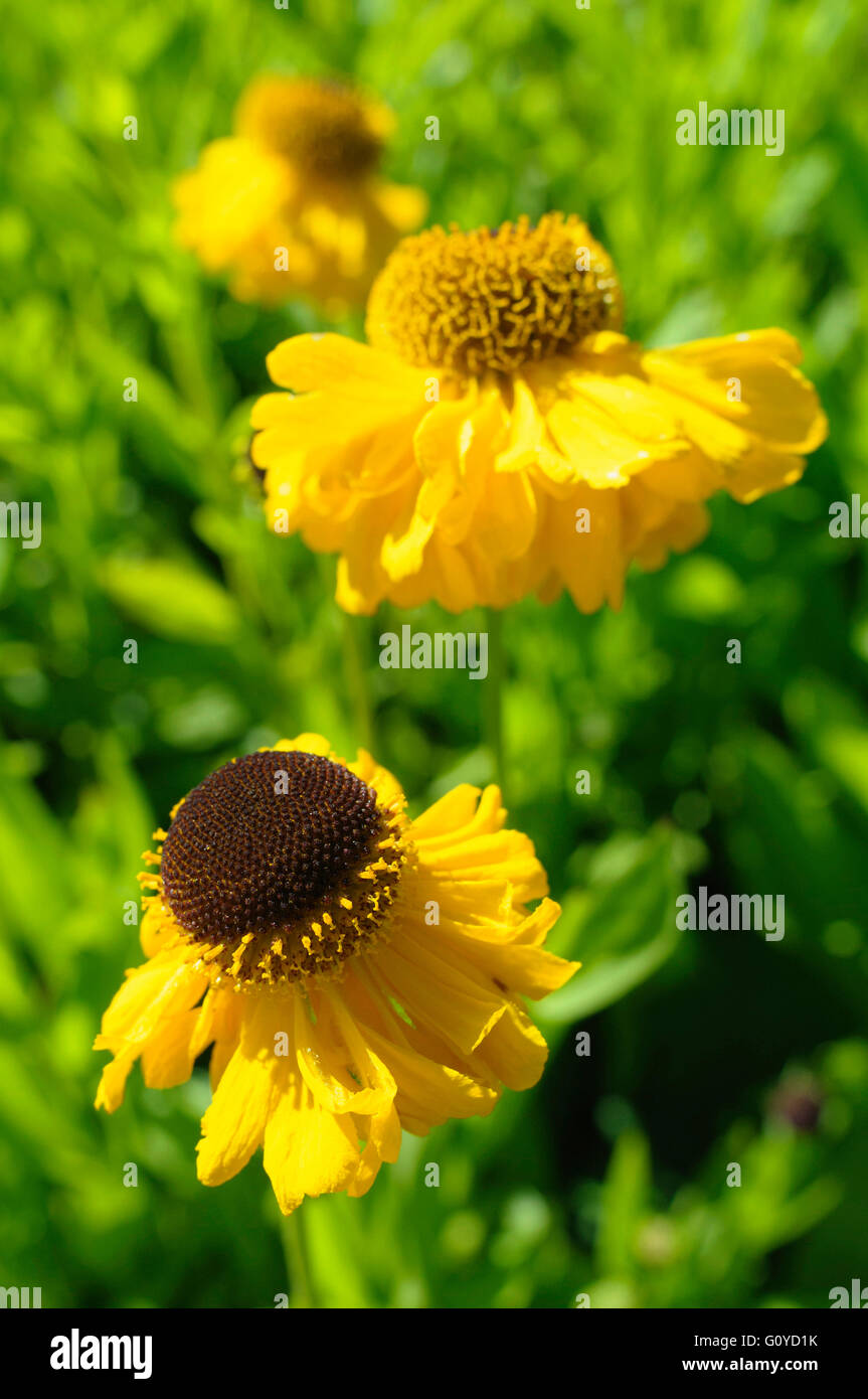 Sneezeweed, Helenium, Helenium 'The Bishop', Beauty in Nature, Colour ...
