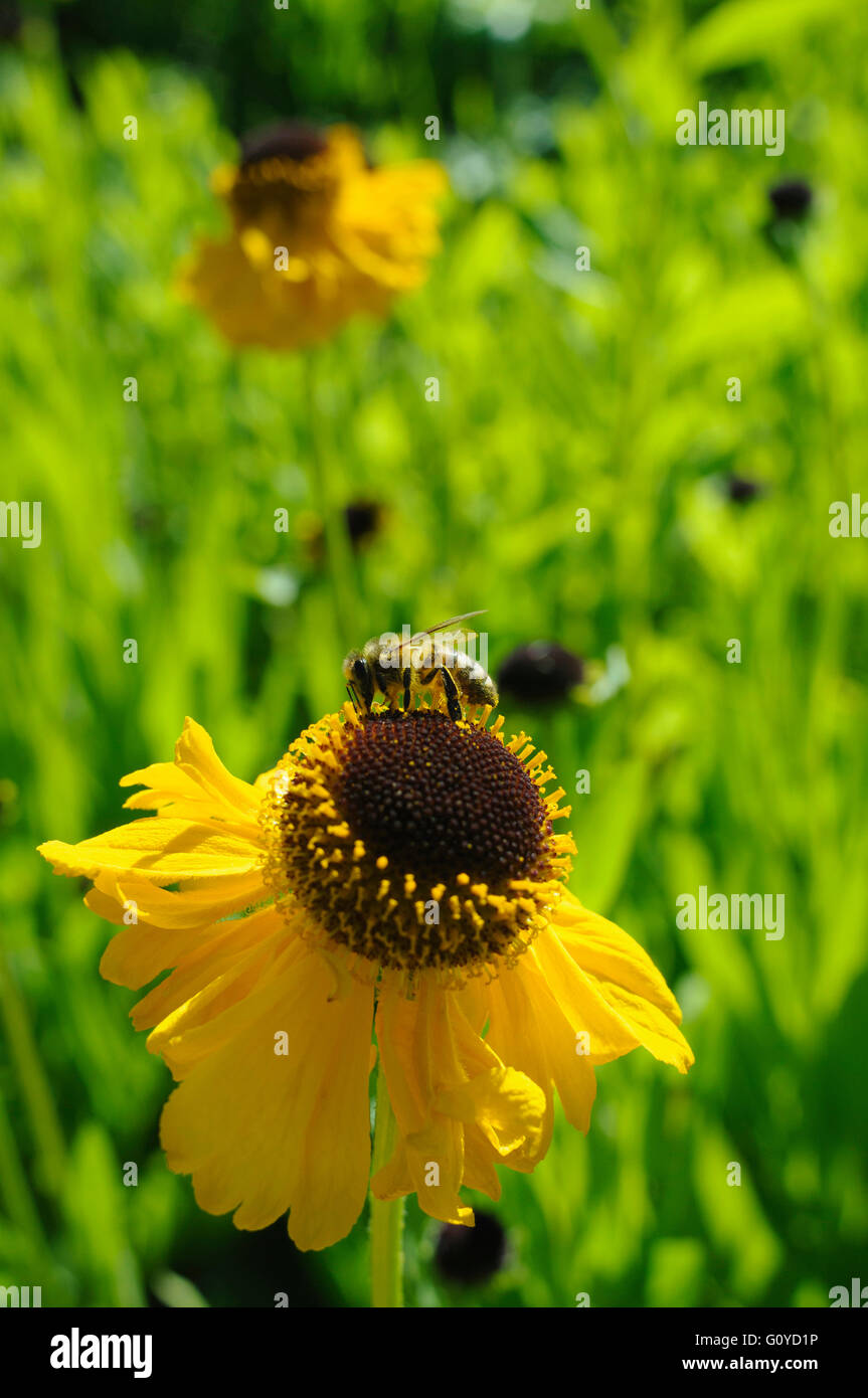 Sneezeweed, Helenium, Helenium 'The Bishop', Beauty in Nature, Colour ...