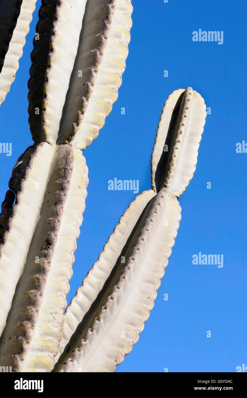 Mexican giant cactus hi-res stock photography and images - Alamy