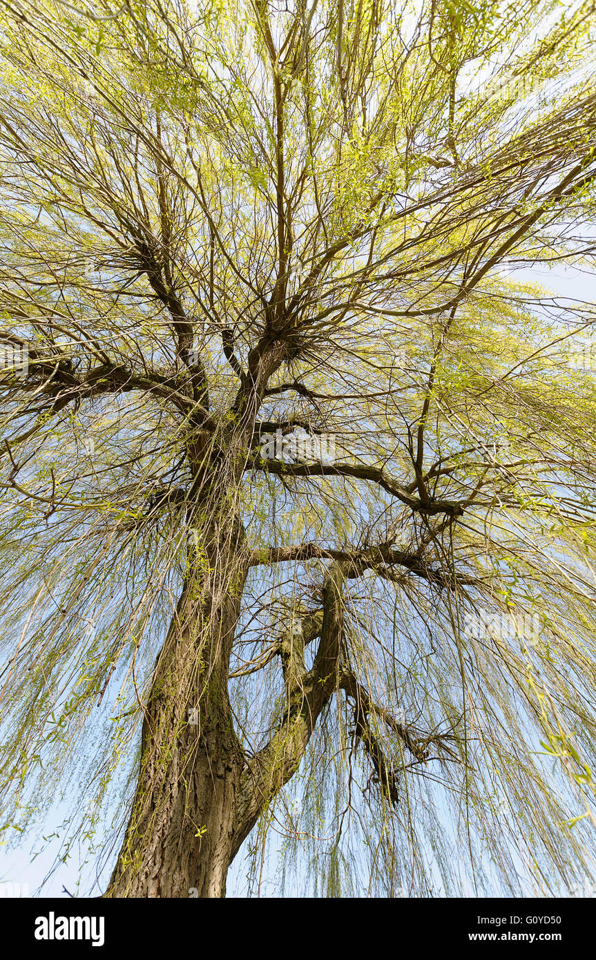 Bog willow hi-res stock photography and images - Alamy