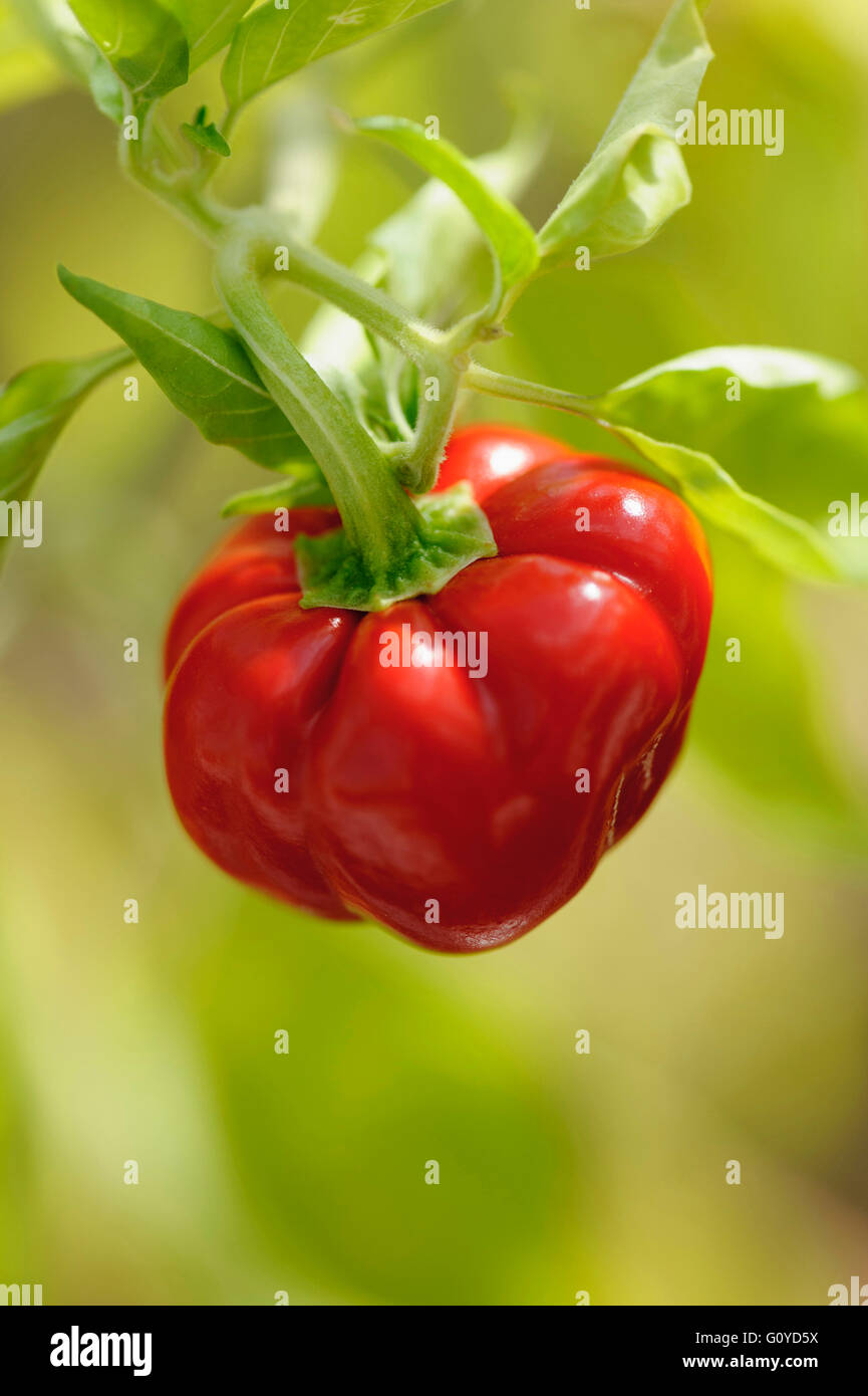 Capsicum annuum hi-res stock photography and images - Alamy