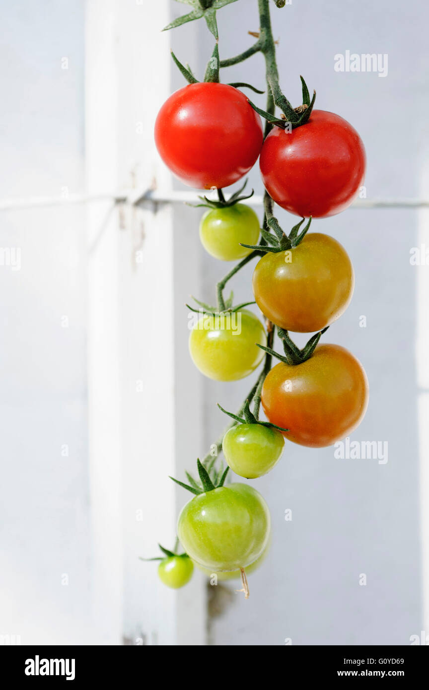 Petit tomato hi-res stock photography and images - Alamy