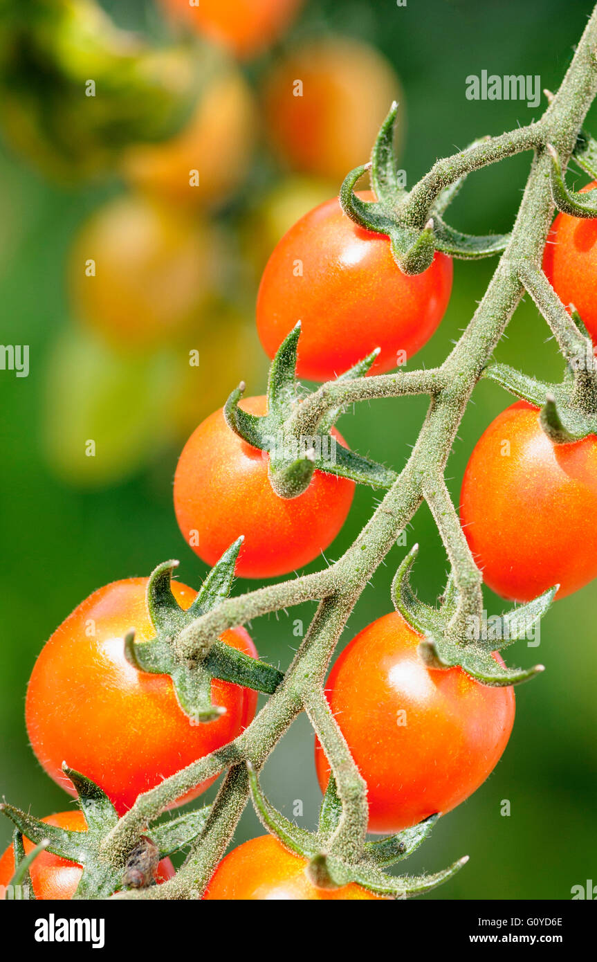 Growing network hi-res stock photography and images - Alamy