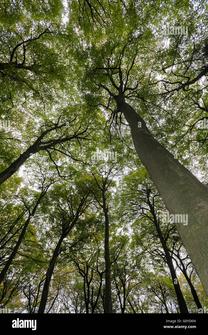 Beech, Fagus, Fagus sylvatica, Bach flower remedy, Beauty in Nature ...