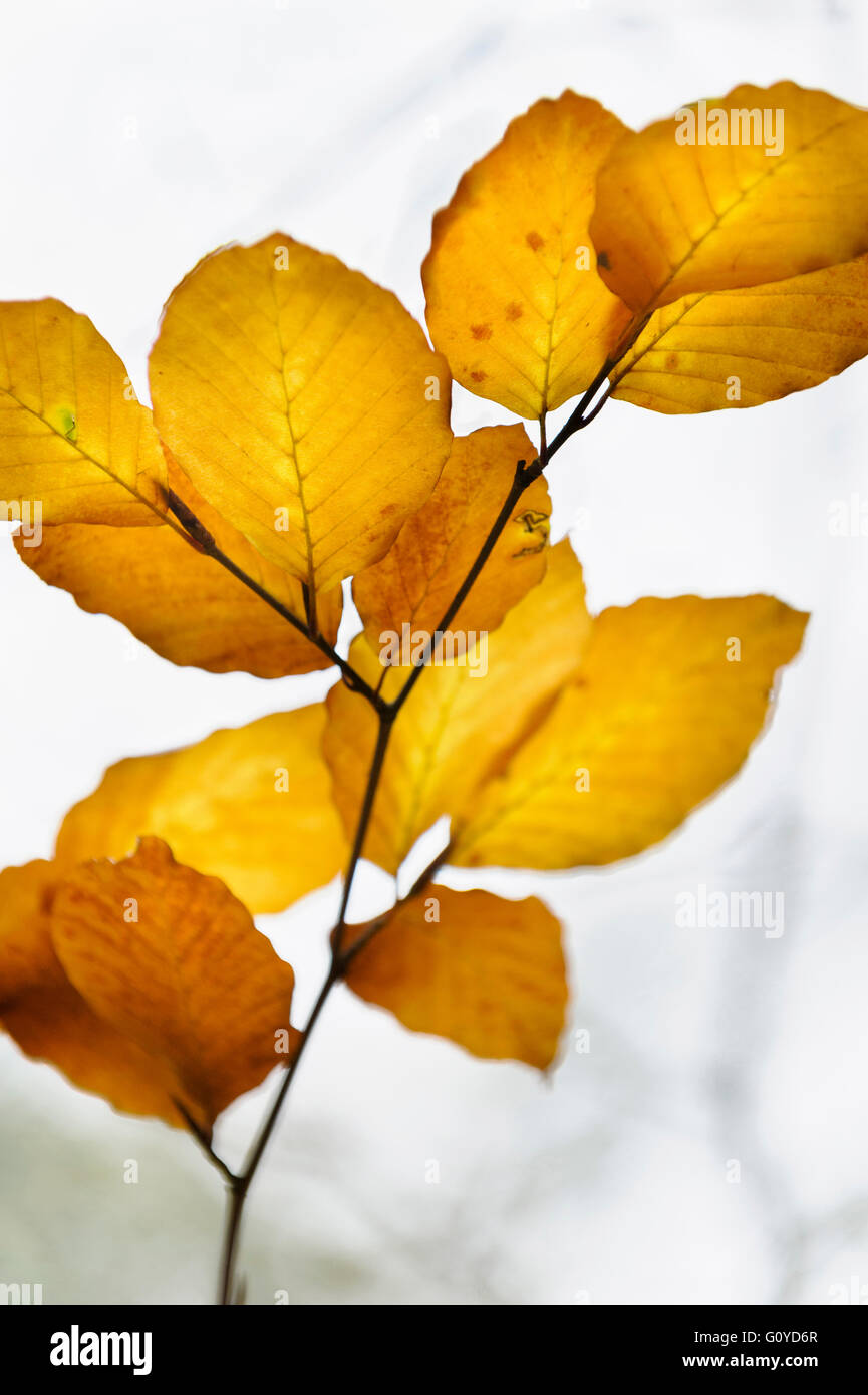 Beech, Fagus, Fagus sylvatica, Bach flower remedy, Beauty in Nature ...